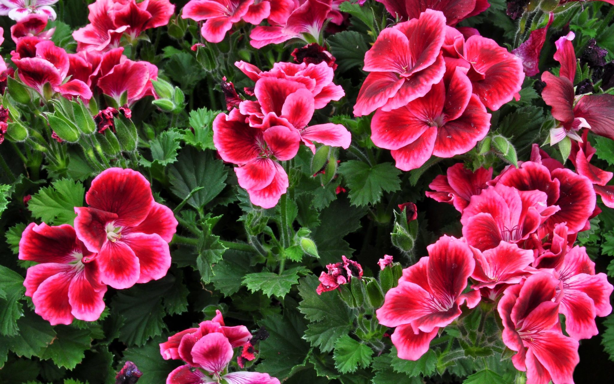 Geranium essential oil - uses and benefits - Connecting Essentials