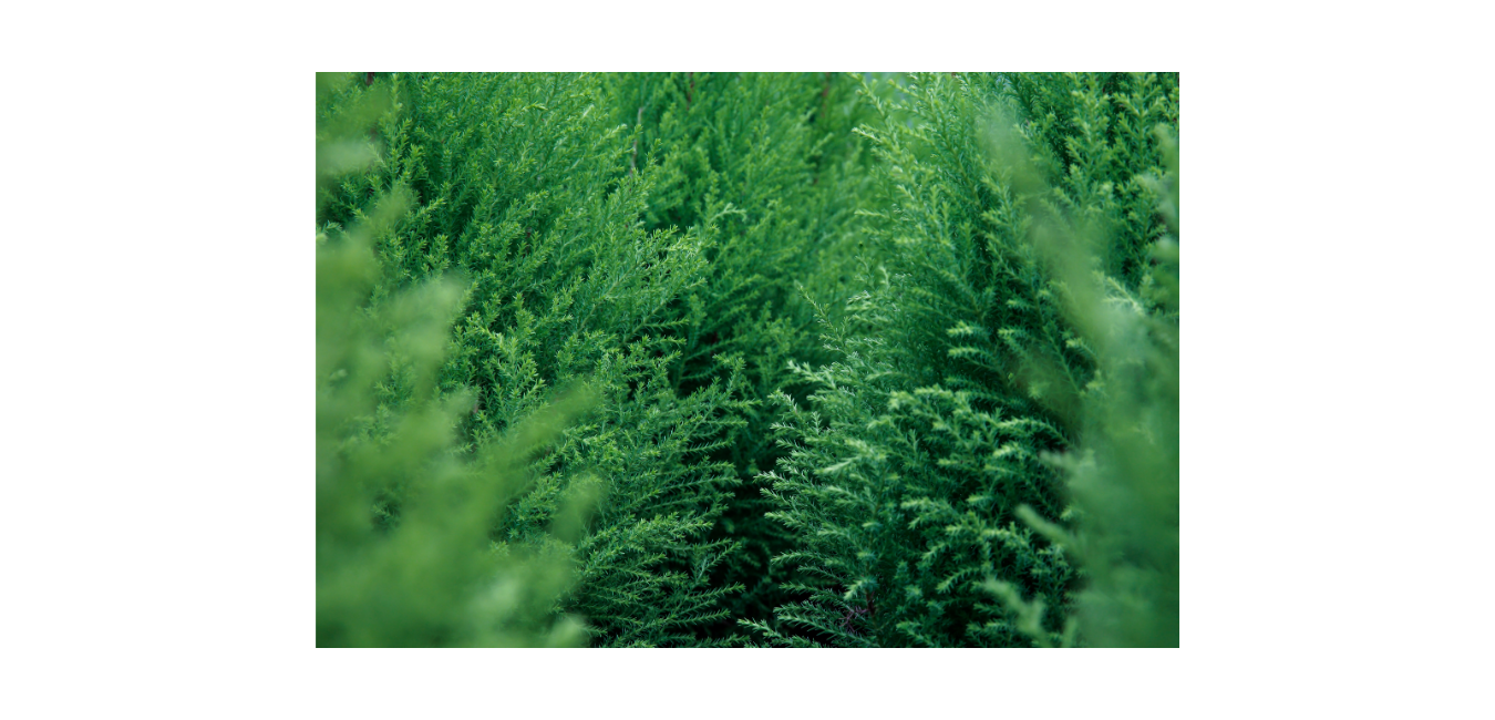 Cypress essential oil - uses and benefits - Connecting Essentials